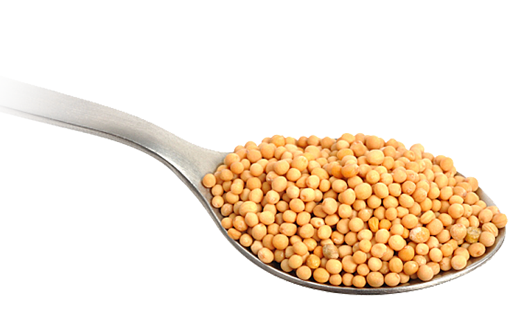 Frank – Gutes seit Jahrzehnten – Senf